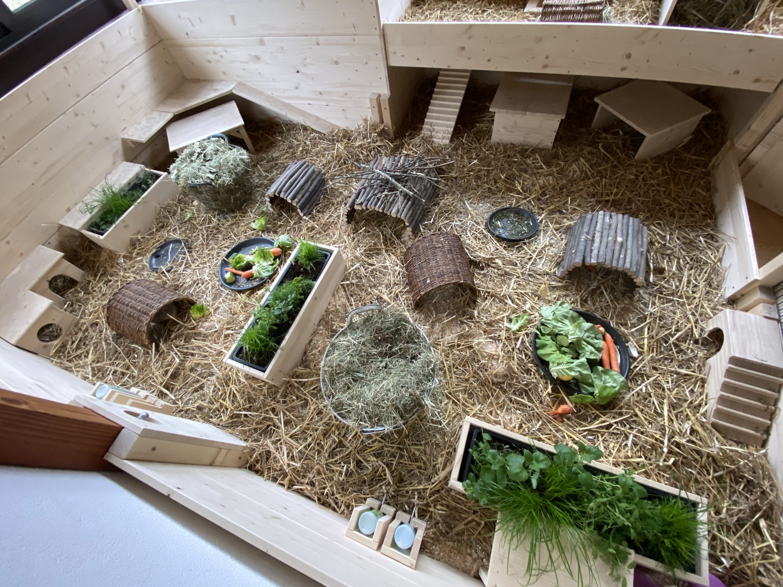 Meerschweinchen Stall Bauen