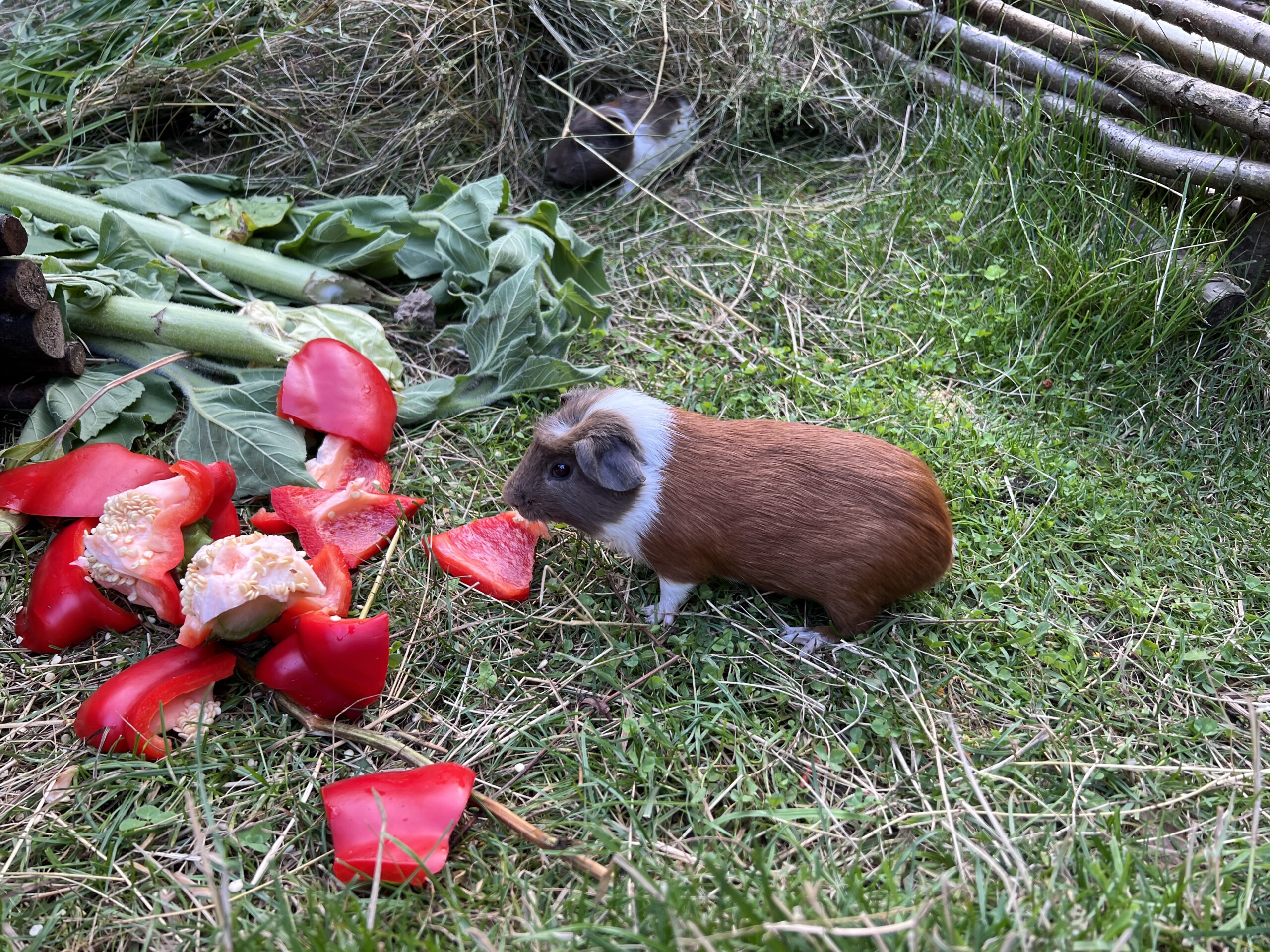 Meerschweinchen Von Der Husarenmühle | Quintus